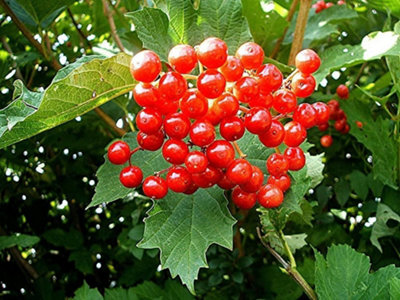 3-4ft Guelder Rose (Viburnum Opulus) Field Grown Bare Root Hedging ...