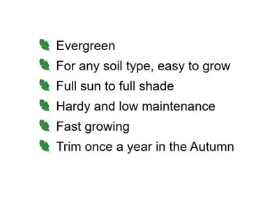 3-4ft Laurel (Prunus Laurocerasus) Large Multi-stemmed Bushy Bare Root ...