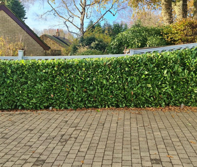3-4ft Laurel (Prunus Laurocerasus) Large Multi-stemmed Bushy Bare Root ...