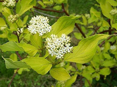 3-4ft Native Hedging Dogwood (Cornus Sanguinea) Bare Root Hedging ...