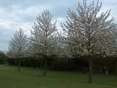 3-4ft Wild Cherry (Prunus Avium) Bare Root Hedging Plants Tree Whips ...