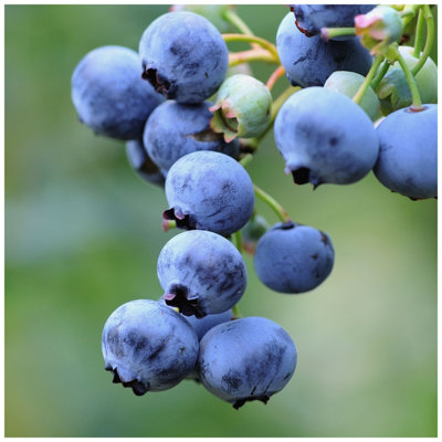 3 'Bluejay' Blueberry Plant / Vaccinium cor. 'Bluejay' 25cm in 9cm Pot ...
