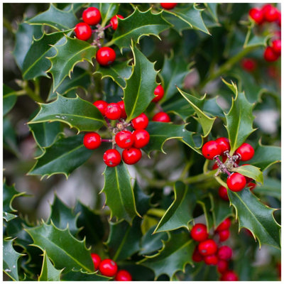 3 Common Holly Hedging Evergreen Plants, Ilex aquifolium 20-25cm in 9cm ...