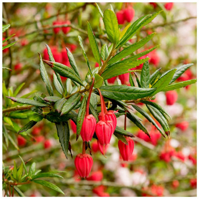 3 Crinodendron Hookerianum / Chile lantern tree 25-35cm Tall In a 2L Pot