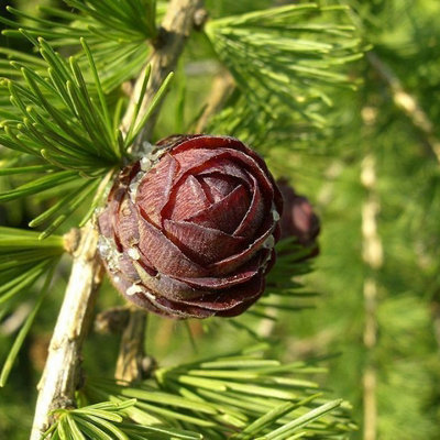 3 European Larch 40-60cm,Larix Decidua Plants,Native Tree With Seasonal ...