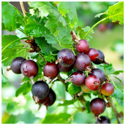 3 Jostaberry Ribes uva Crispa, Self-Fertile, Multistemmed Well Branched ...