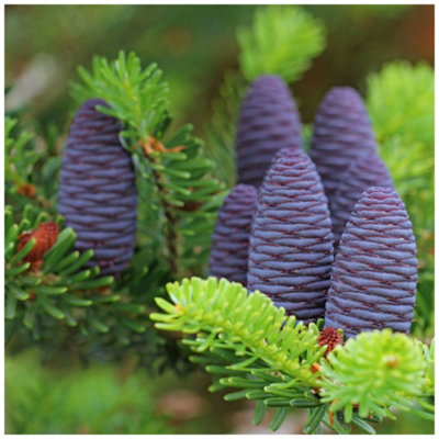 3 Korean Fir Trees / Abies Koreana, 15-20cm Tall, Very Popular ...