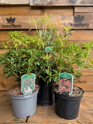 3 Mixed Extra Large Pieris Shrubs Fragrant Evergreen Garden Plants in 3 ...