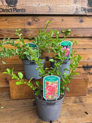 3 Mixed Large Chaenomeles Japanese Quince Shrubs in 2/3 Litre Pots By ...