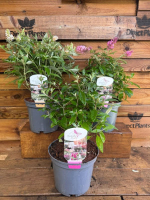 3 Mixed Large Dwarf Buddleja Butterfly Bush Shrubs in 3 Litre Pots By ...