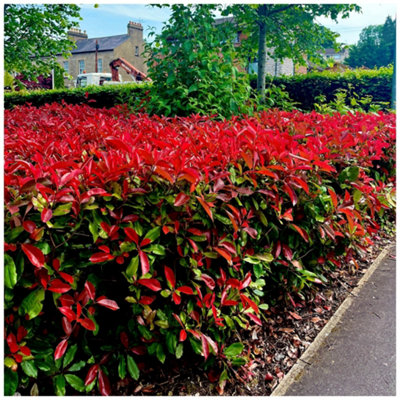 3 Photinia Red Robin Hedging Plants 30-50cm Bushy Evergreen Hedge ...