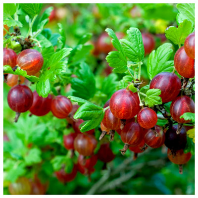 3 Red Gooseberry Plants/Uva Crispa 'Hinnonmakii Red' 3-5 Branches,Ready ...