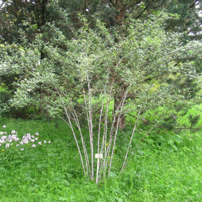 3 Rubus thibetanus 'Silver Fern' / Ghost Bramble Plants In 10cm Pots ...