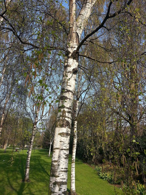 3 Silver Birch 5-6ft Stunning Mature Specimen Tree, Betula Pendula 3FATPIGS