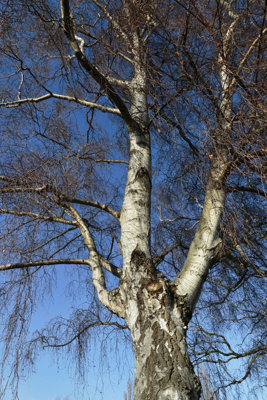 3 Silver Birch 5-6ft Stunning Mature Specimen Tree, Betula Pendula 3FATPIGS