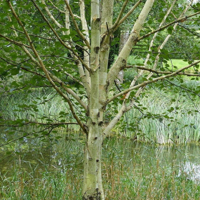 3 Silver Birch Jacquemontii 4-5ft Trees in 2L Pots, Himalyan White ...