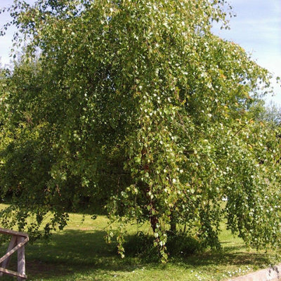 3 Silver Birch Trees 2-3ft,Stunning Winter Colour,Betula Pendula Plants ...