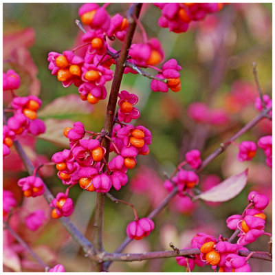 3 Spindle Hedging 1-2ft Tall, Euonymus Europaeus,Beautiful Pink Autumn ...
