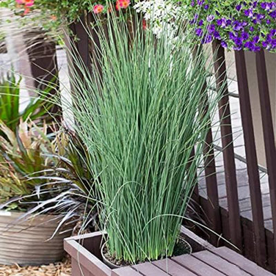3 x 9cm Pot Juncus Inflexus - Hard Rush - Live Marginal Pond Plant