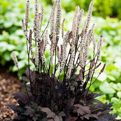 3 x Actaea Racemosa Bare Root - Tall White Bugbane Summer to Autumn ...