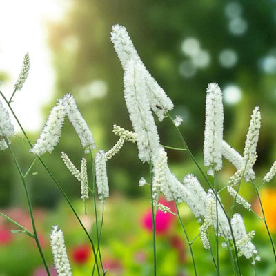 3 x Actaea White Pearle Bare Root - Fragrant Late Summer Flowering ...
