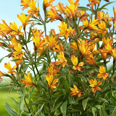 3 x Alstroemeria Glory of The Andes Bare Root - Yellow Peruvian Lily ...