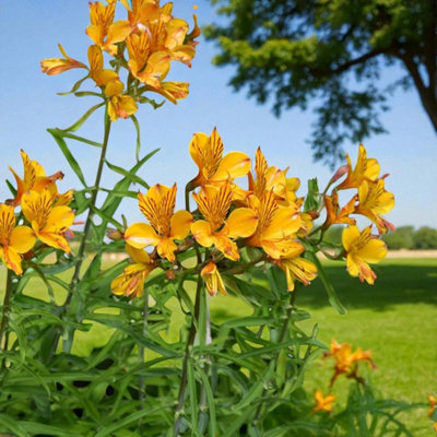 3 x Alstroemeria Glory of The Andes Bare Root - Yellow Peruvian Lily ...