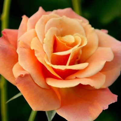 3 x Beautiful Britain Bare Root Rose - A Graded Classic Fragrant ...