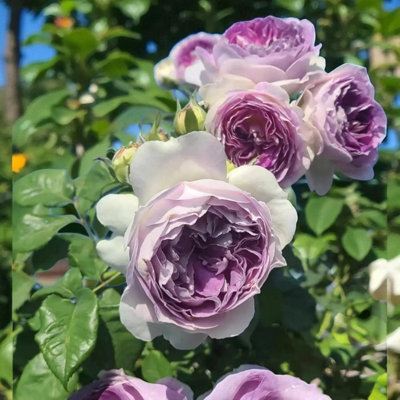3 x Blue Moon Bare Root Rose - A Graded Fragrant, Hardy & Repeat ...