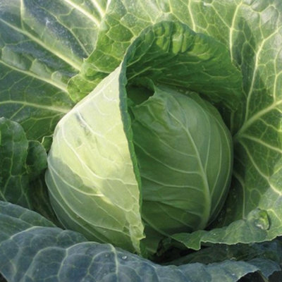 3 x Cabbage Pointed F1 Duncan Vegetable Plant - 6 pack - Easy Grow ...