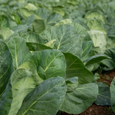 3 x Cabbage Pointed F1 Duncan Vegetable Plant - 6 pack - Easy Grow ...