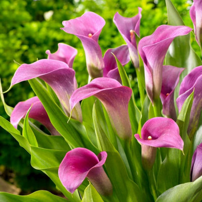 3 x Calla Lily Amethyst Bulbs - Purple Summer Flowering Zantedeschia Corms
