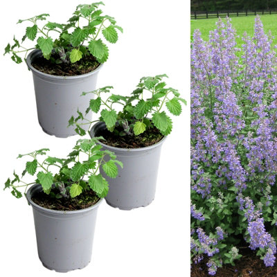 3 x Catmint Herb Plant in 9cm Pots - Aromatic Outdoor Nepeta Herbaceous ...