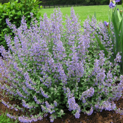 3 x Catmint Herb Plant in 9cm Pots - Aromatic Outdoor Nepeta Herbaceous ...