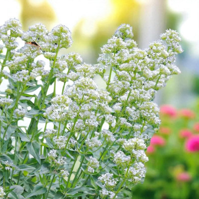 3 x Centranthus Ruber Albus Bare Root - Late Spring to Autumn Flowering ...
