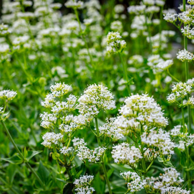 3 x Centranthus Ruber Albus Bare Root - Late Spring to Autumn Flowering ...