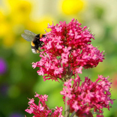 3 x Centranthus Ruber Coccineus Bare Root - Vibrant Pink Summer ...
