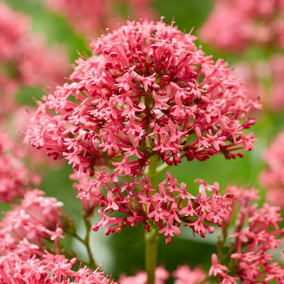 3 x Centranthus Ruber Coccineus Bare Root - Vibrant Pink Summer ...