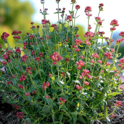3 x Centranthus Ruber Coccineus Bare Root - Vibrant Pink Summer ...