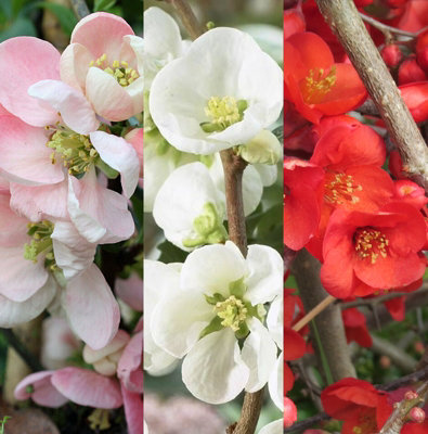 3 x Chaenomeles Mix in 9cm Pots - Flowering Quince - Incs Varieties ...