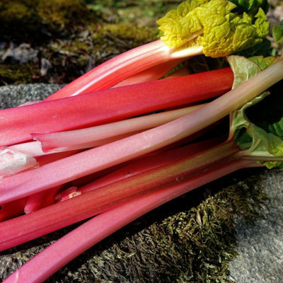 Buy 3 x Cherry Red Rhubarb Crowns - Rheum Rhabarbarum Perennial Ready ...