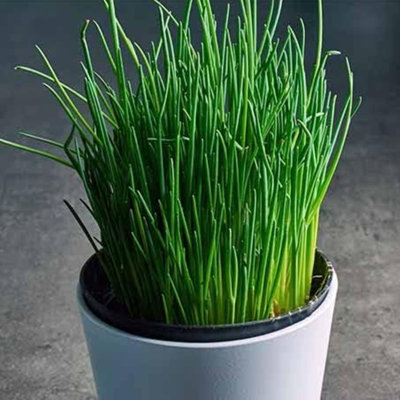 3 x Chive Herb Plants in 9cm Pots - Allium schoenoprasum for Culinary Use