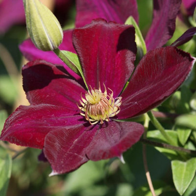 3 x Clematis Volcano Climbing Plant in 9cm Pot - Deep Red Summer ...
