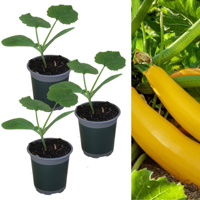 3 x Courgette 'Taxi F1' - Growing Plants in 9cm Pots - Perfect for ...