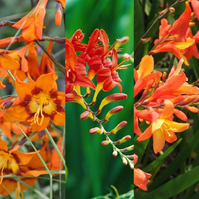 3 x Crocosmia Plant Mix in 9cm Pots - Mixed Varieties - Herbaceous ...