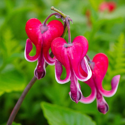 3 x Dicentra Burning Hearts Bare Root - Red Bleeding Hearts Compact ...