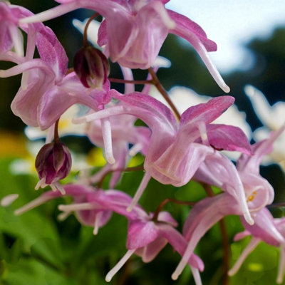 3 x Epimedium roseum Bare Root - Light Pink Ground Cover Perennial with ...