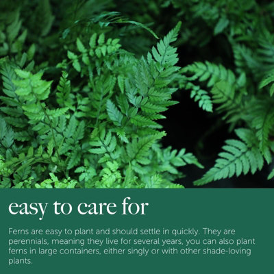 3 x Fern Plant Mix in 9cm Pots - Ready to Plant Outdoor Ferns - Mixed ...