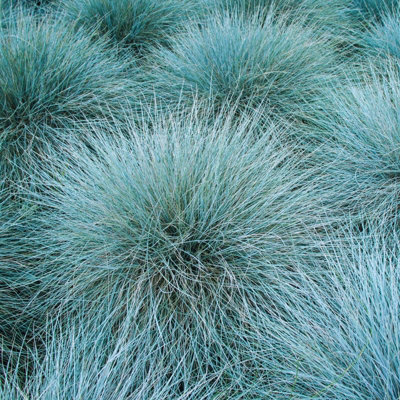 3 x Festuca Intense Blue Plants in 10.5cm Pots - Outdoor Evergreen ...