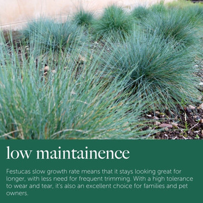 3 x Festuca Intense Blue Plants in 10.5cm Pots - Outdoor Evergreen ...